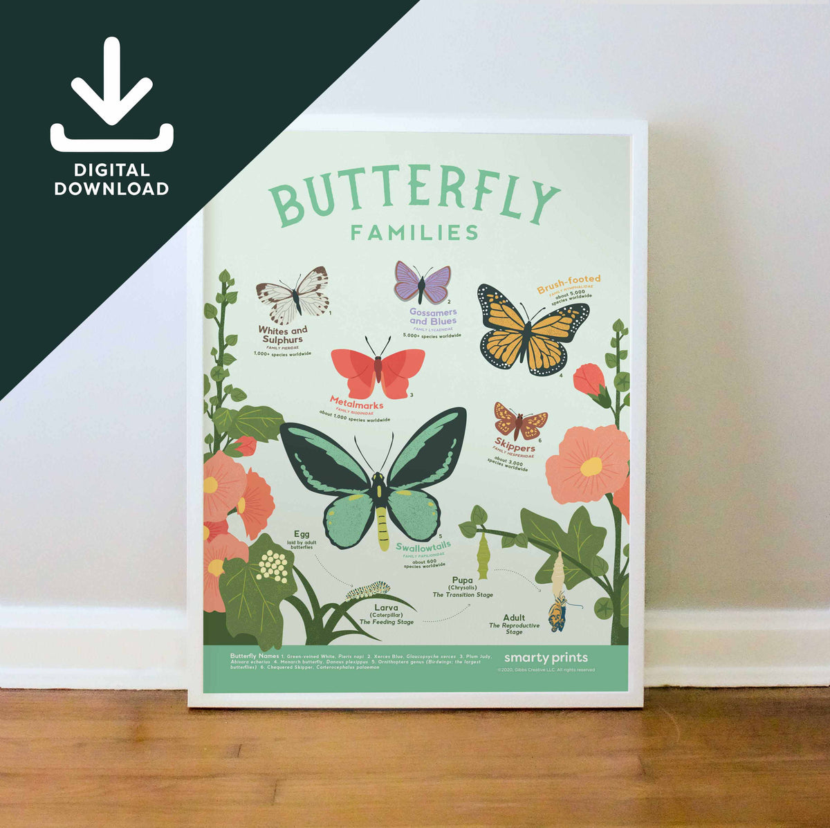 Butterfly Families and Species Printable Poster, Butterfly Metamorphos ...